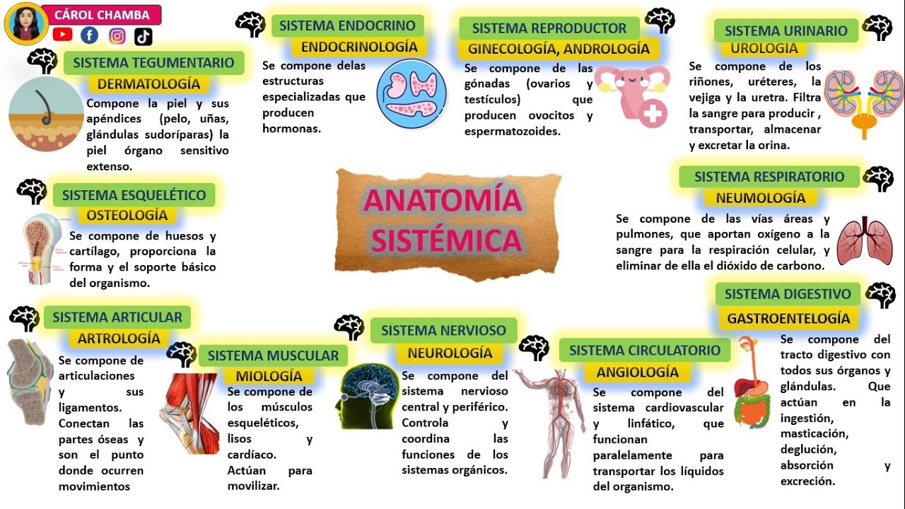 SORPRENDENTE!!!!  COMO ES LA ANATOMÍA SISTÉMICA
