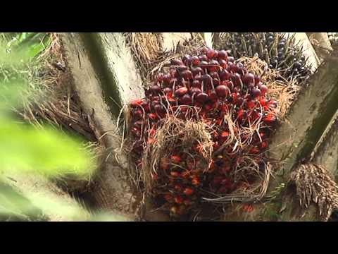 Palm Nuts at Best Price in India