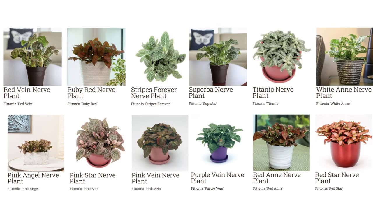 Common Houseplant Identification