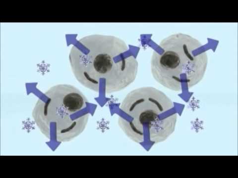 8.  Cell freezing and banking