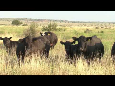 6666 - Pairs offered in 2016 Legacy Female Sale