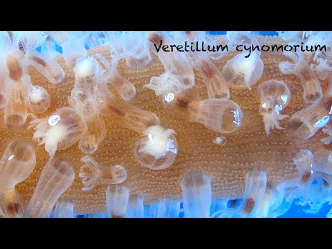 Veretillum cynomorium - 55962