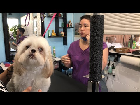 Dog Grooming Live In California Los Angeles