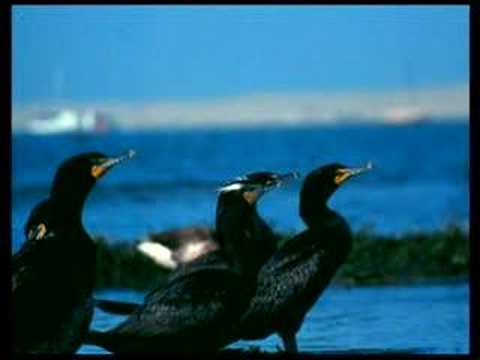 What is an Estuary...So Now You Know! - 017