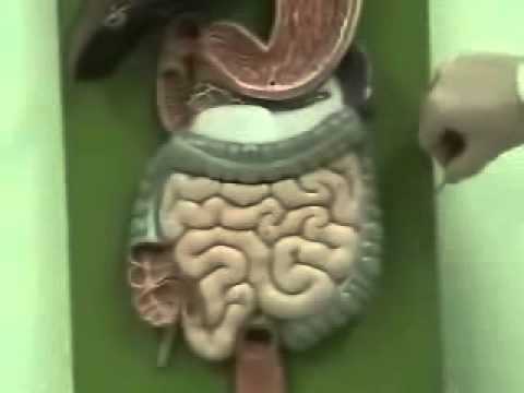 Gastrointestinal Tract