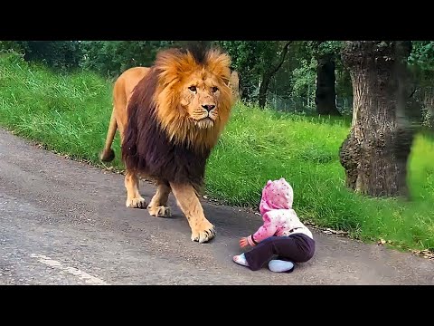 When Lion Saw This Boy On The Road, What He Did Next Left Everyone In Shock