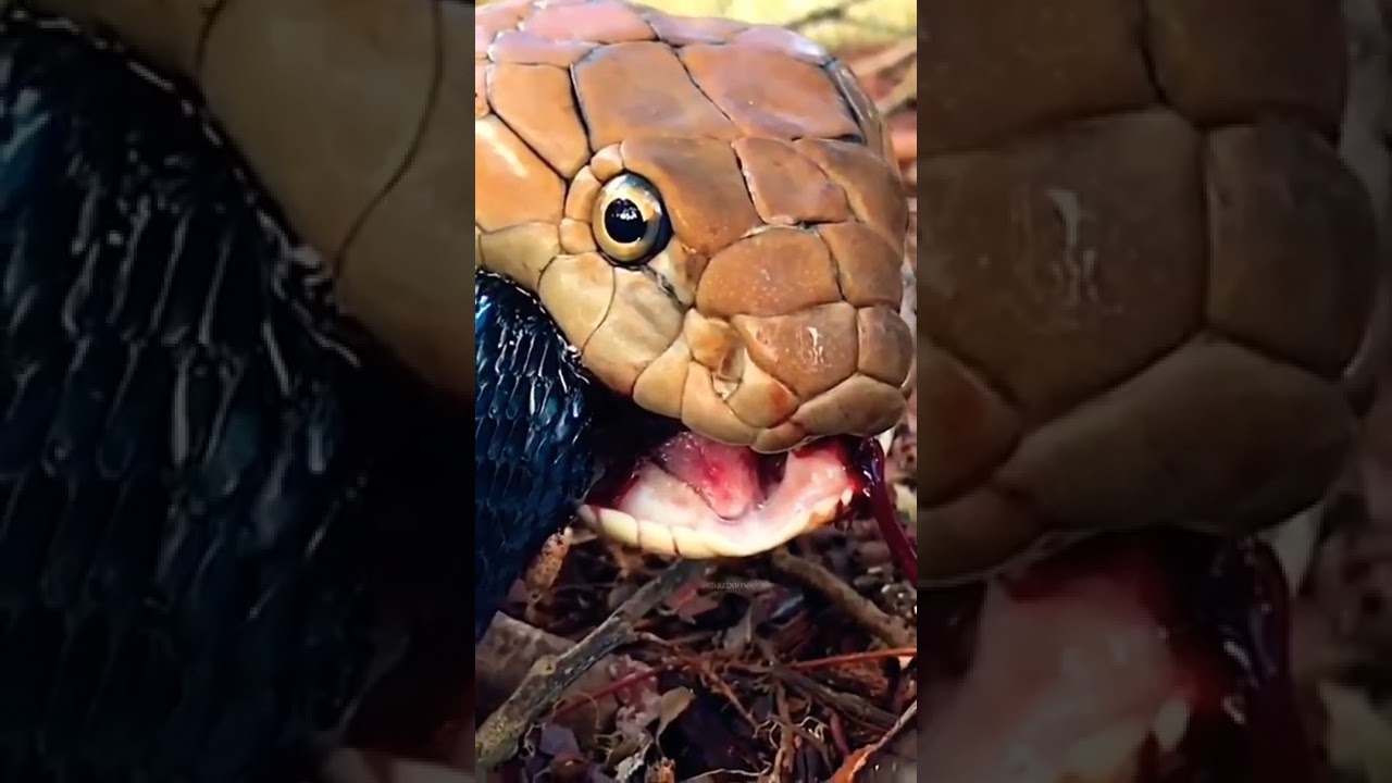 snack video #shorts by #JatFlix #snackvideo