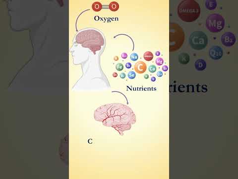 Types of brain damages during stroke and drug used. Ischemic core | Penumbra |