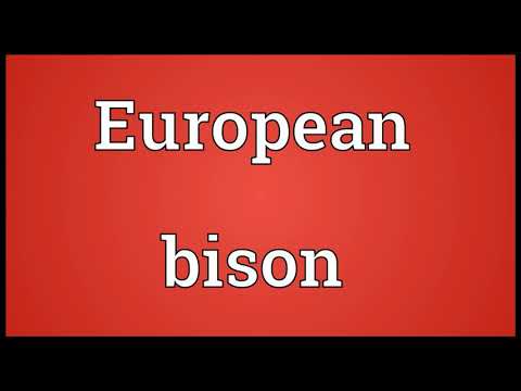 European bison meaning in English
