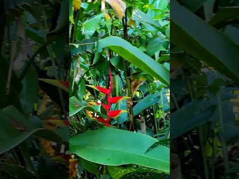 Magic of Hawaiian tropical flowes