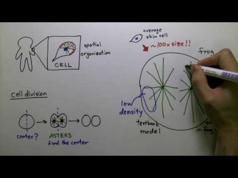 Video abstract: How do microtubule asters grow to fill huge frog eggs?