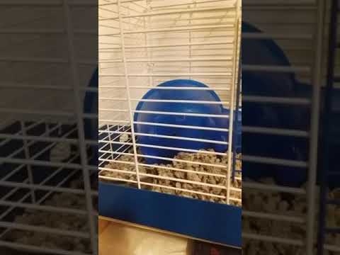 Animal rights topic: Danger of animal testing
