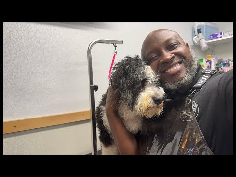 Dog Father Pet Grooming in Harlem 🐶