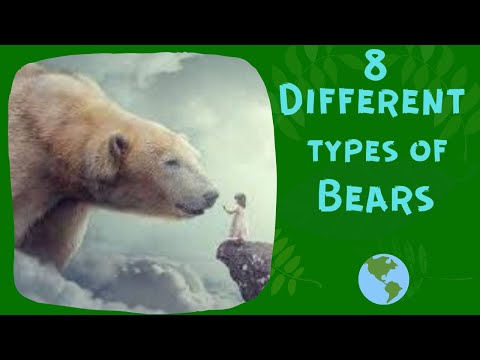 8 Different Types Of Bears In The World