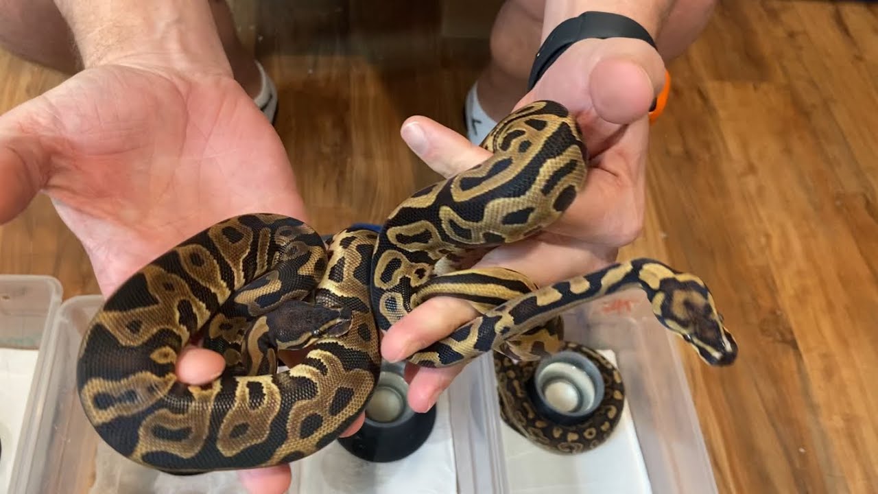 Ball Python Clutch #2 of 2024 “Update!”