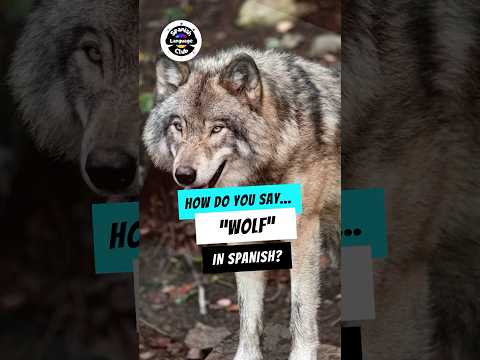 🟢How do you say WOLF in Spanish? | Quizzes to practice SPANISH
