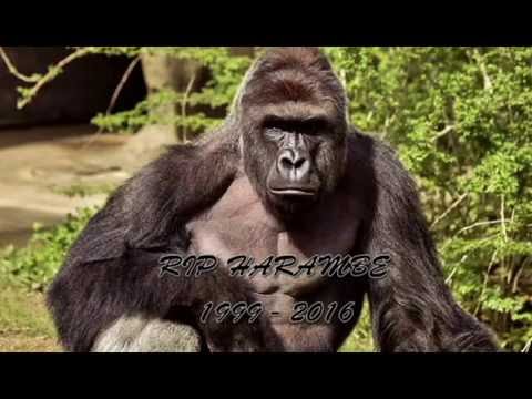 Steam Community :: Video :: WHERE IS HARAMBE NOW