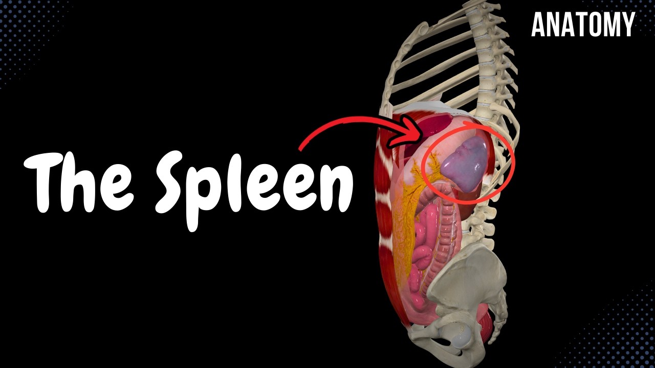 The Spleen (Structures, Function, Topography, Coverings and Ligaments) - Anatomy
