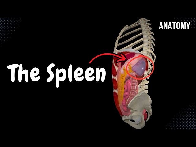 Understanding the Spleen: Anatomy, Functions, and Surrounding ...