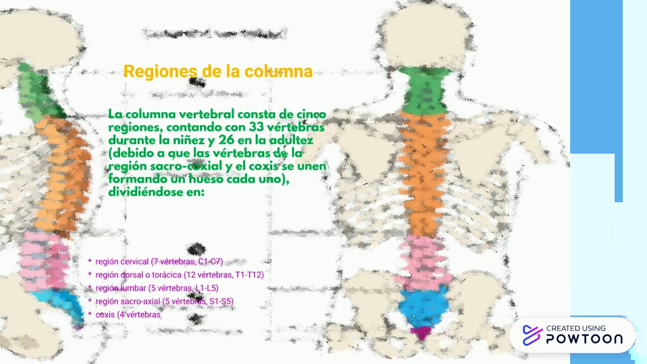 Columna Vertebral.pptx