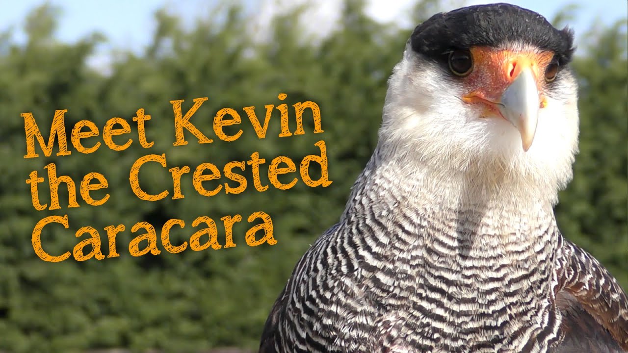 Meet The Birds | Kevin the Crested Caracara