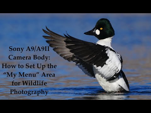 Sony A9 (II): My Menu setup (wildlife photography)