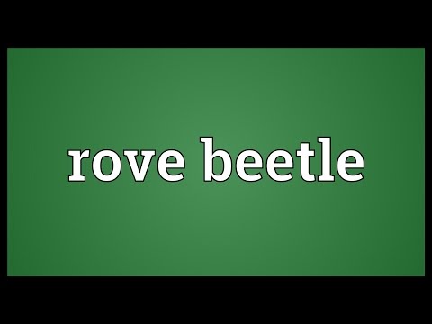 Rove beetle Meaning