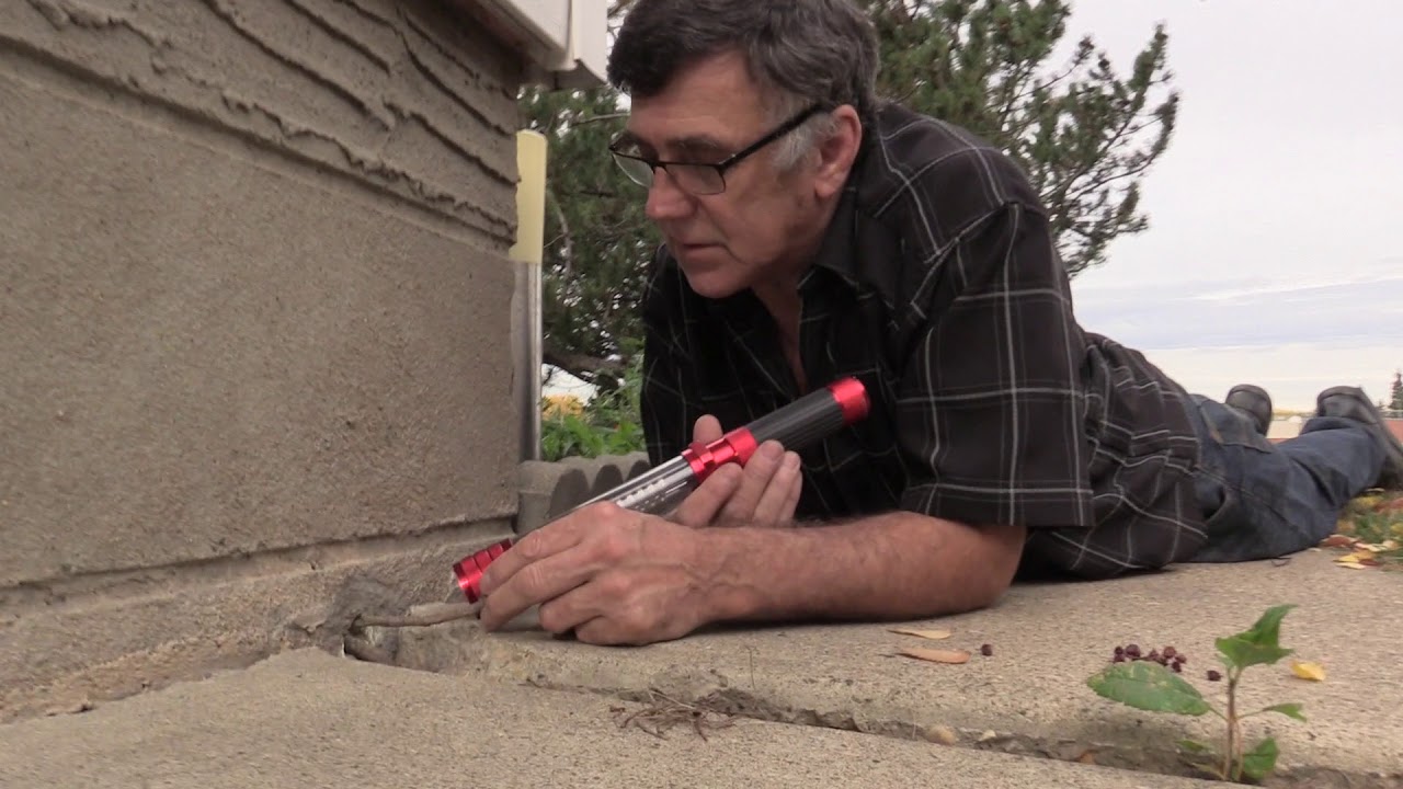 Pest control tips from an expert