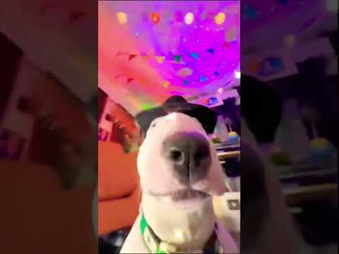 Pookie loves parties! #dogs #meme #funny #shorts #memes