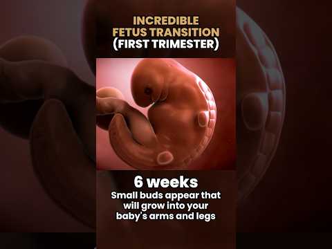 β¨Incredible FETUS TRANSITION (1st Trimester) #shorts