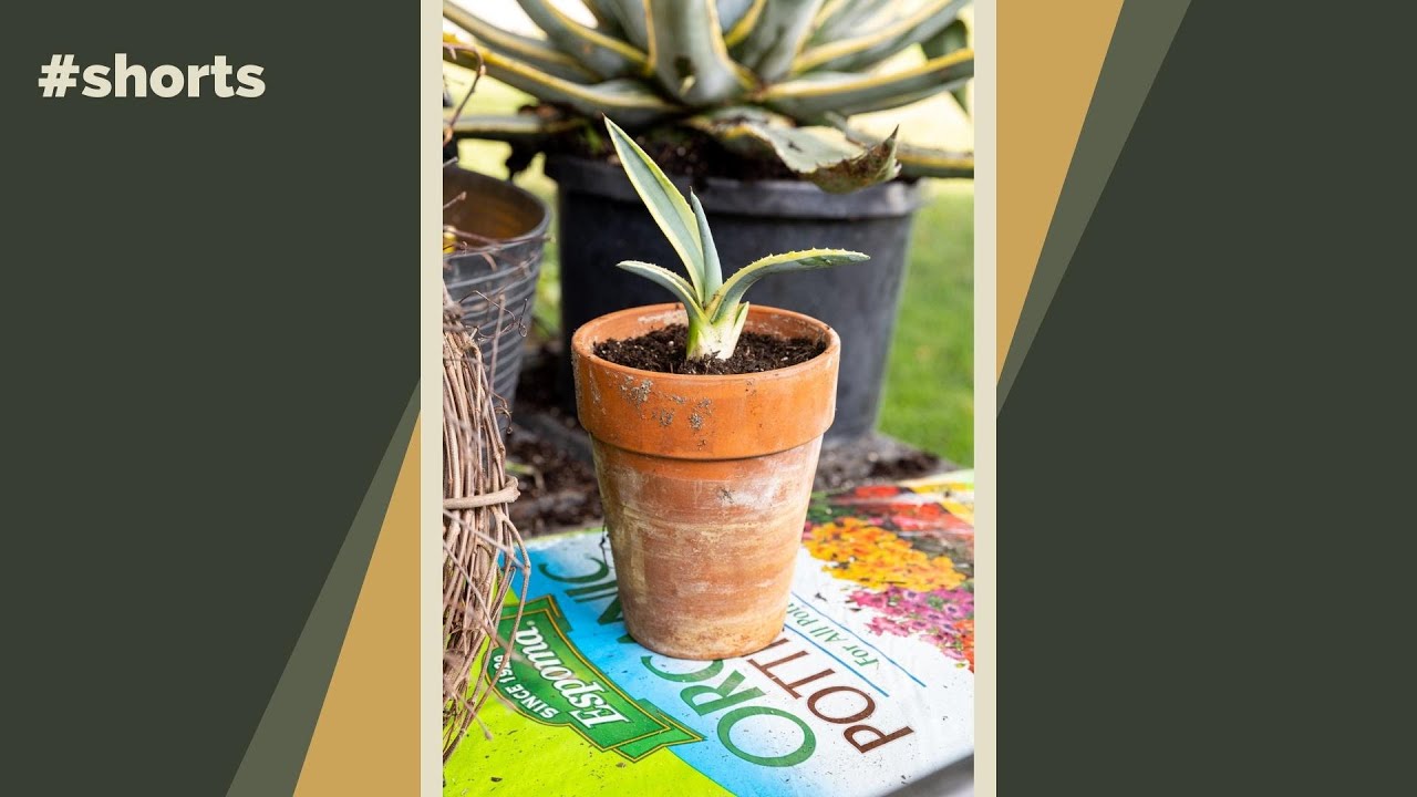 It’s super easy to get agave pups when you have an agave plant. Let me show you how!