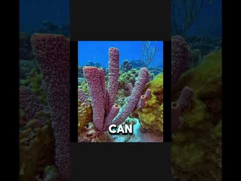 What kind of sponge is SpongeBob?