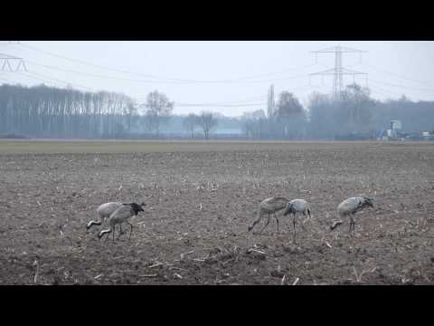 Kraanvogel Common Crane Nederweert-Eind Netherlands 3 april 2013 - 2