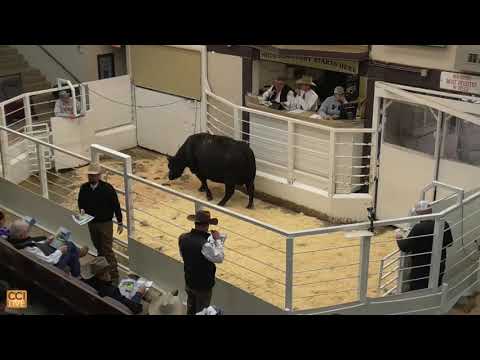 BASIN Angus Ranch A Lasting Legacy Female Billings MT OCT 2024_Oct19_13-02-35.mp4