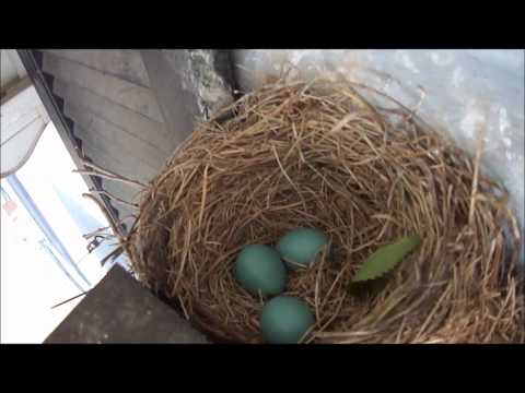 Birds Nest with Eggs