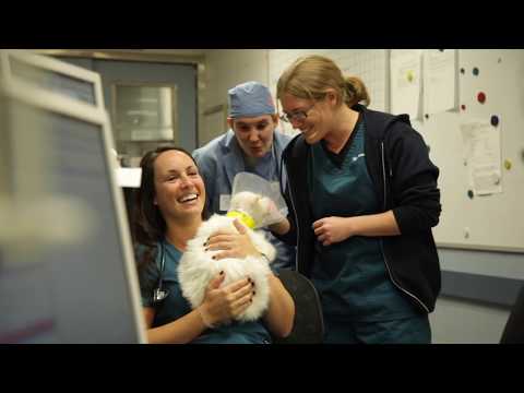 The Cancer Institute at the Animal Medical Center