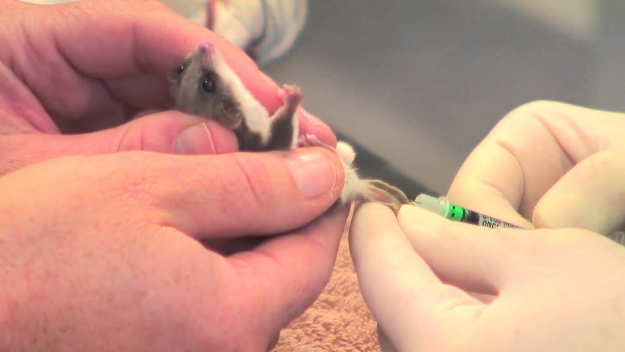 Feather-tail Gliders Show Their True Colours