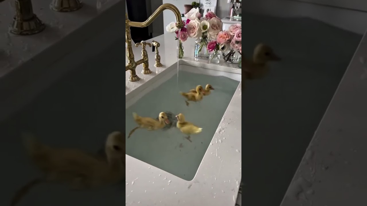 Cutest Duckling Ever! 🛁 This Baby Duck Loves Bath Time 😍 #shorts