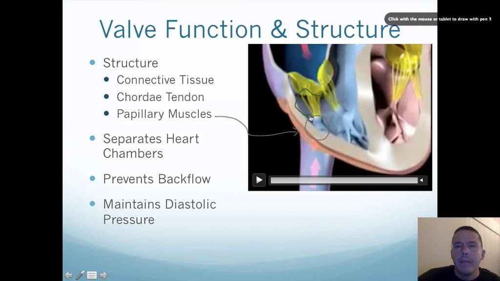 Hemodymanics - Lecture 1 - What is Hemodynamics