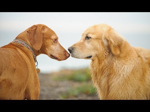 How to Make Dogs Get Along and Like Each Other