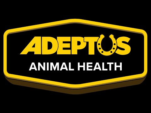 Elevate Your Horse's Performance with Adeptus Nutrition!