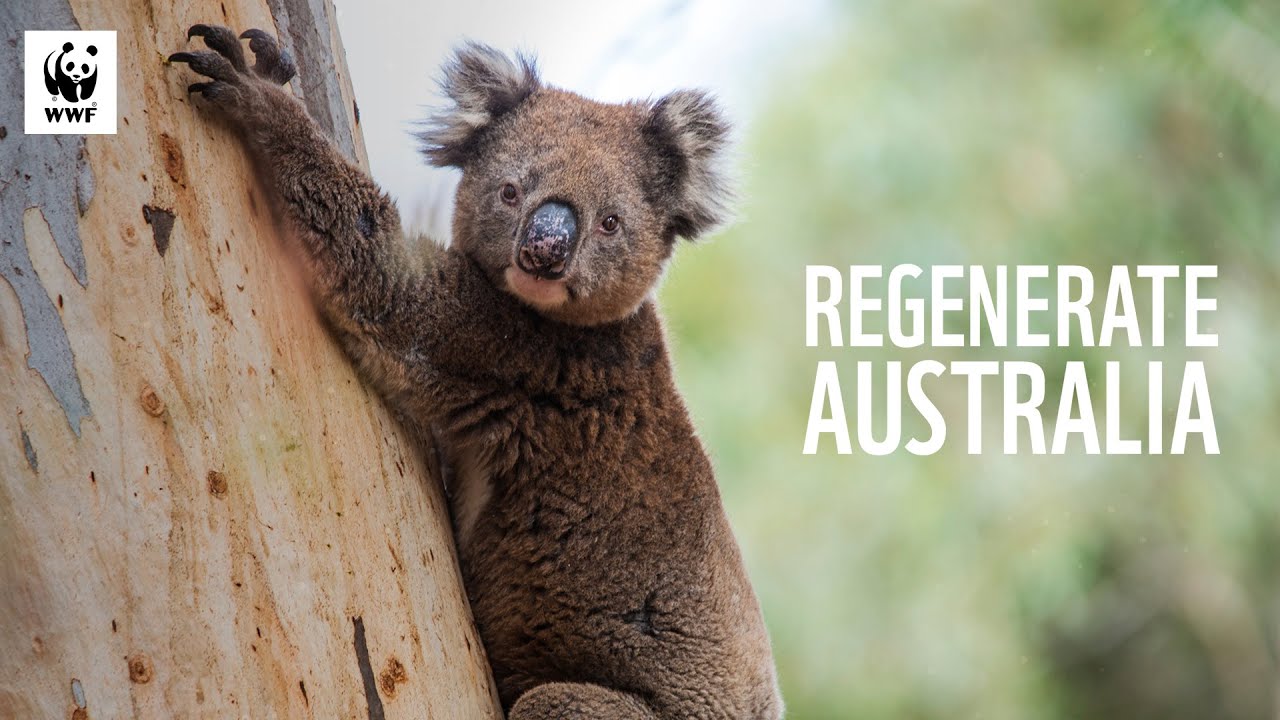 Join us as we work to Regenerate Australia | WWF-Australia