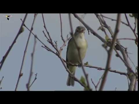 Warbling Vireo singing
