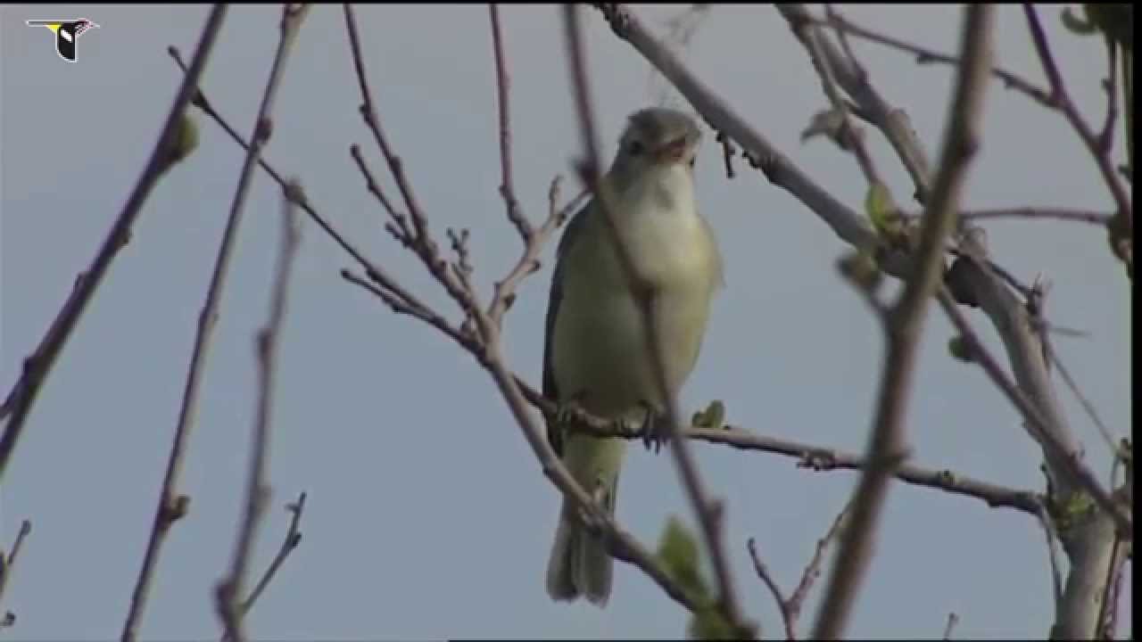 Warbling Vireo singing