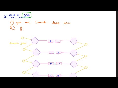 DNA structure, complimentary base pairing, formation of dna ladder🧬