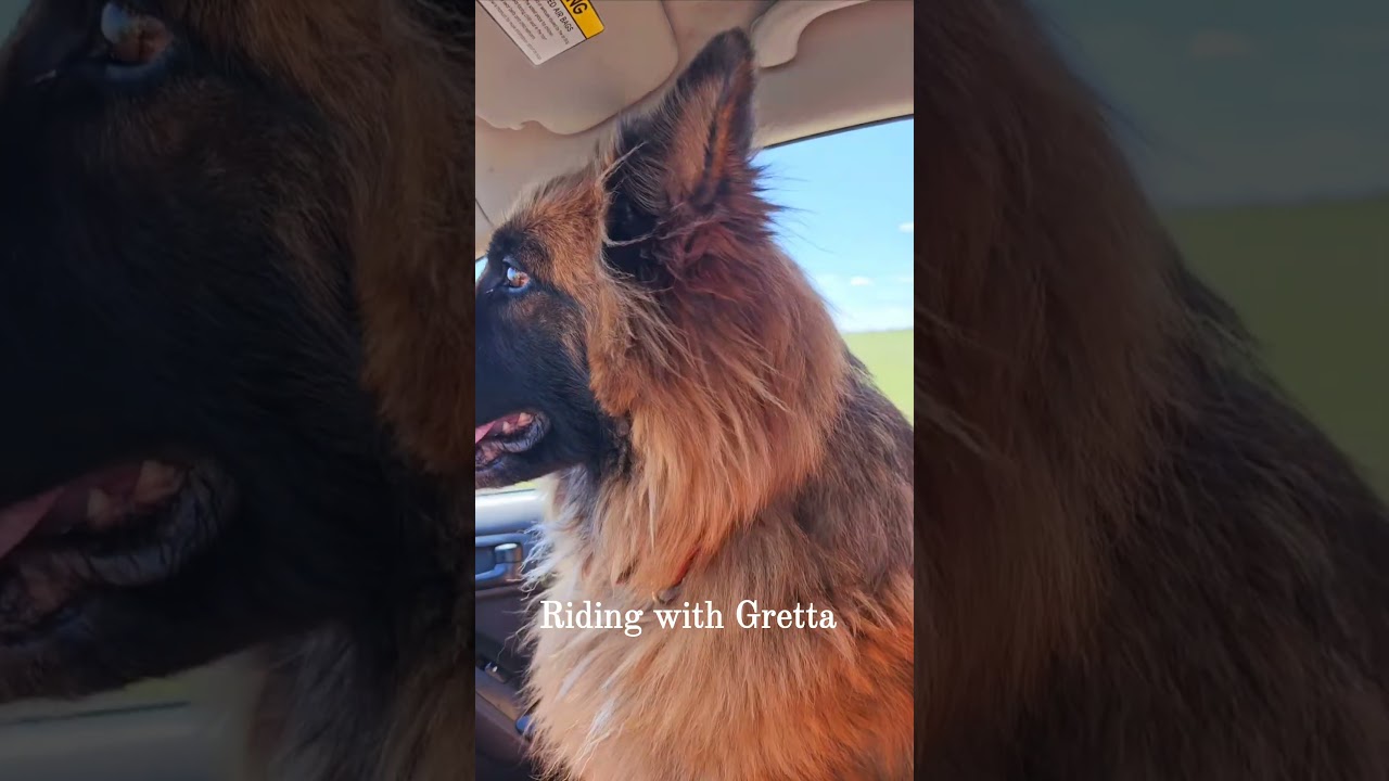Roadtrips with my dog