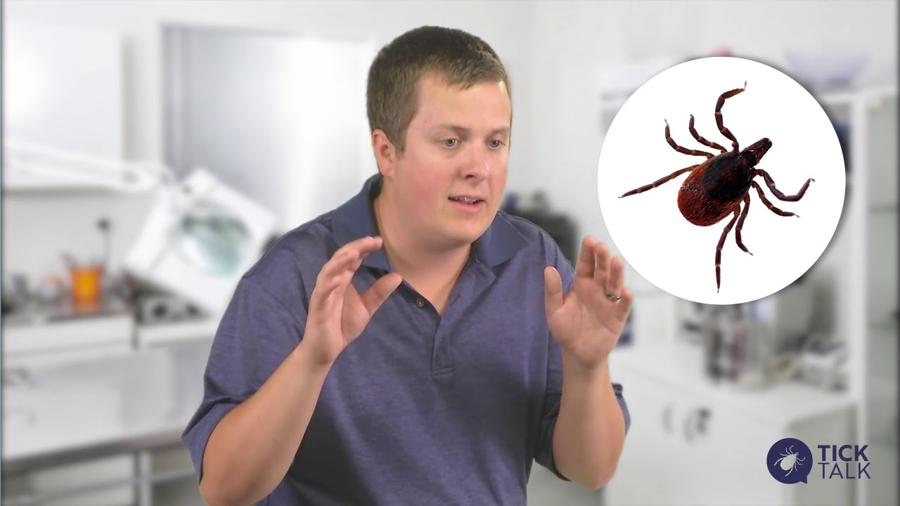 Question 1: What Does a Tick Look Like?
