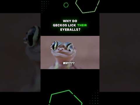 Why Do Geckos Lick Their Eyeballs?