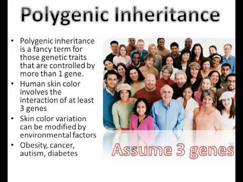 Polygenic Inheritance (IB Biology)