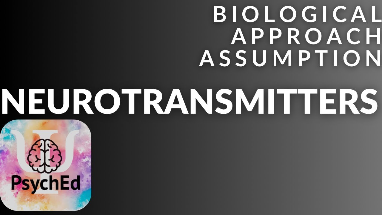 Biological approach assumption - Neurotransmitters